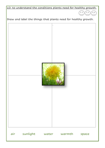 Plants - Science unit of work (KS1) | Teaching Resources