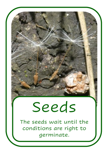 Plants - Science unit of work (KS1) | Teaching Resources