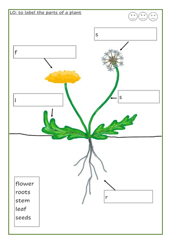 Plants - Science unit of work (KS1) | Teaching Resources