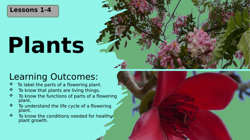 Plants - Science unit of work (KS1) | Teaching Resources