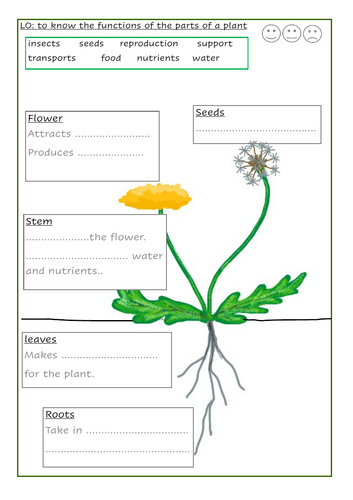 Plants - Science unit of work (KS1) | Teaching Resources