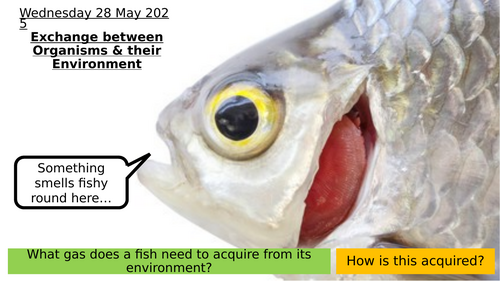 AQA Section 3 - Organisms Exchange Substances with their Environment ...