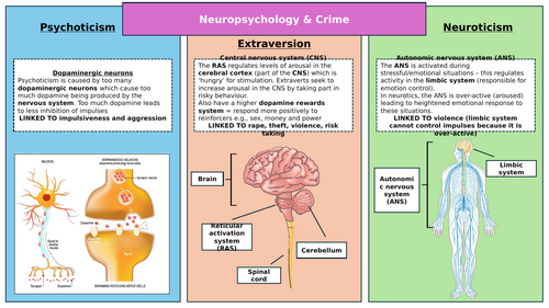 OCR GCSE Psychology: Paper 1 & 2 Neuropsychology Pack | Teaching Resources