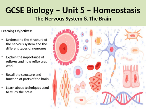 GCSE Biology - The Nervous System & Brain | Teaching Resources