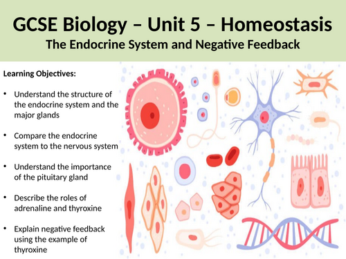 GCSE Biology - Endocrine System and Negative Feedback | Teaching Resources