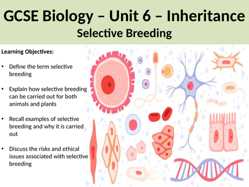 GCSE Biology - Selective Breeding | Teaching Resources