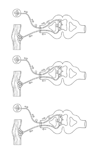 AQA GCSE Biology: Nervous System and Reflex Arc | Teaching Resources