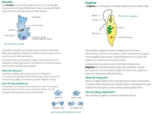 KS3 Year 7 Lesson resources and booklet for cells topic | Teaching ...