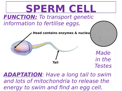 KS3 Year 7 - Lesson 3. Specialised cells | Teaching Resources