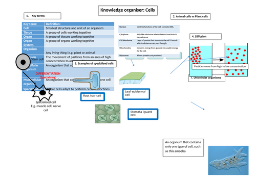 KS3 Cells Knowledge Organiser | Teaching Resources KS3 Cells Knowledge Organiser | Teaching Resources