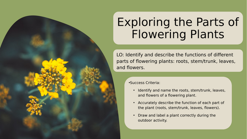 Exploring Parts of a Flowering Plants | Teaching Resources