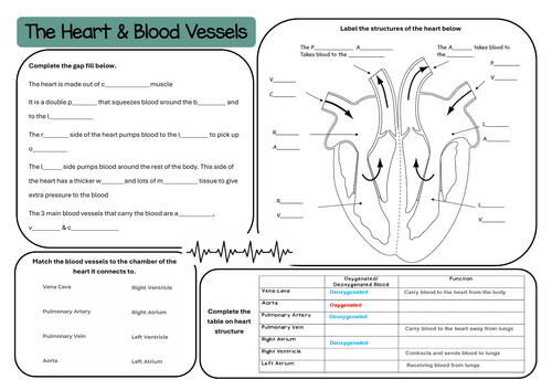 GCSE Biology Worksheet The Heart & Blood Vessels | Teaching Resources