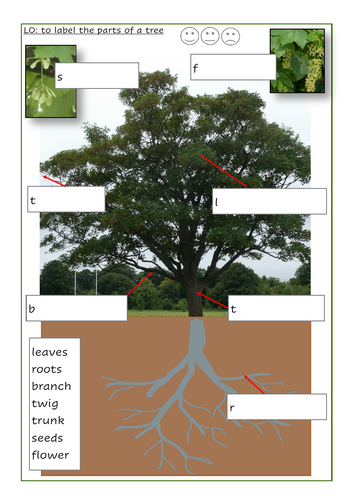 Trees - KS1 plants | Teaching Resources