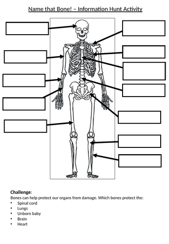 KS3 - Skeleton | Teaching Resources