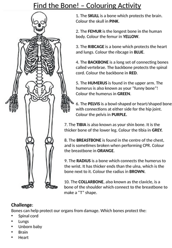 KS3 - Skeleton | Teaching Resources