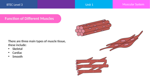 BTEC Sport Level 3 - Unit 1 Powerpoints | Teaching Resources