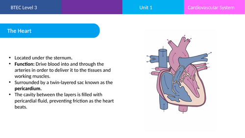 BTEC Sport Level 3 - Unit 1 Powerpoints | Teaching Resources