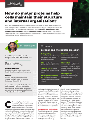 Cellular and molecular biology: the role of motor proteins in cell ...