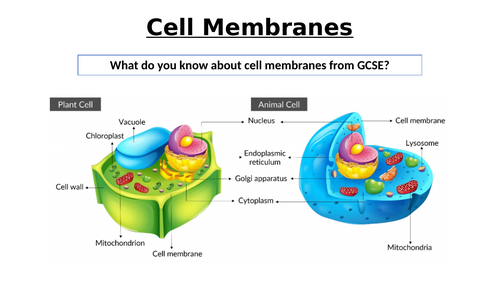 A-Level AQA Biology - Transport Across Membranes Bundle | Teaching ...