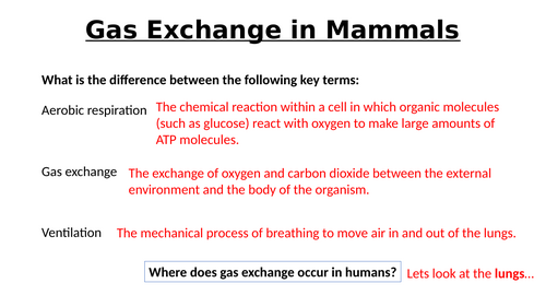 A-Level AQA Biology - Gas Exchange Humans | Teaching Resources
