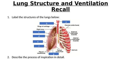 A-Level AQA Biology - Gas Exchange Bundle | Teaching Resources