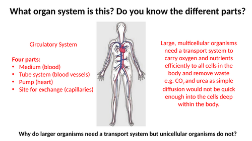 A-Level AQA Biology - Circulatory System | Teaching Resources