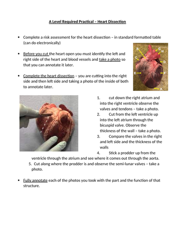 A-Level AQA Biology - Heart Dissection | Teaching Resources