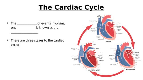 A-Level AQA Biology - Cardiac Cycle | Teaching Resources