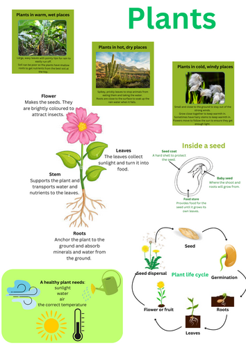 Year 2 Science Plants Display poster/ Subject Knowledge Organiser ...