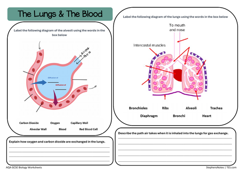 GCSE Biology Worksheet The Lungs & Blood | Teaching Resources