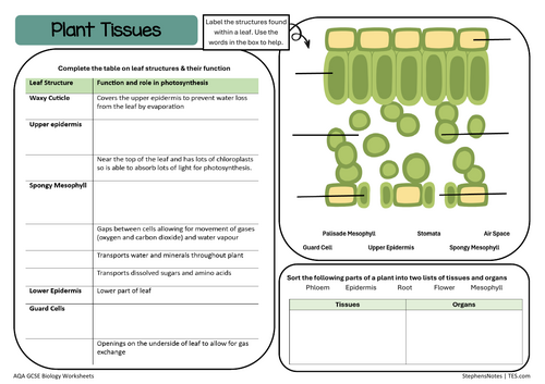GCSE Biology Worksheet Plant Tissues | Teaching Resources