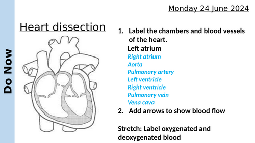 Heart dissection | Teaching Resources