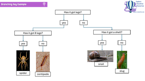 Classifying Animals with Branching Keys - Outstanding KS2 Science ...