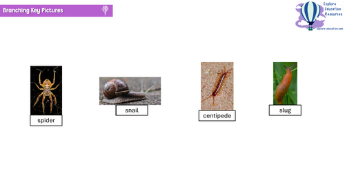 Classifying Animals with Branching Keys - Outstanding KS2 Science ...