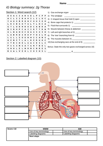 iGCSE Biology 2g: Thorax - summary sheet | Teaching Resources