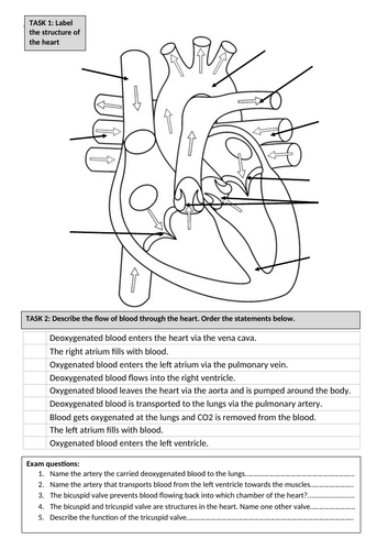 OCR GCSE PE Cardiovascular system | Teaching Resources OCR GCSE PE Cardiovascular system | Teaching Resources