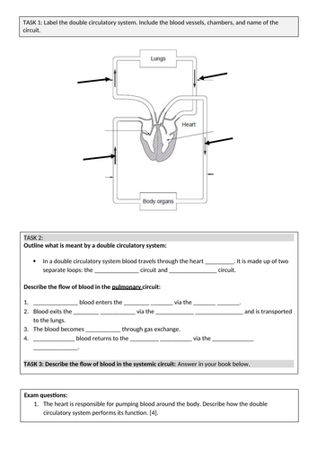 OCR GCSE PE Cardiovascular system | Teaching Resources OCR GCSE PE Cardiovascular system | Teaching Resources