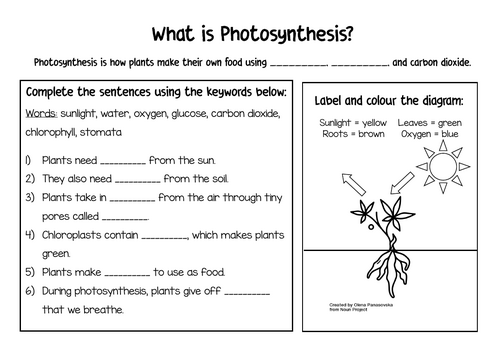 Photosynthesis Worksheet | Teaching Resources