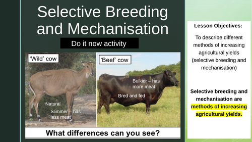 Selective Breeding and Mechanisation - Agriculture - iGCSE ...