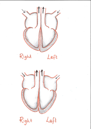 Human Body- the heart and its structure | Teaching Resources