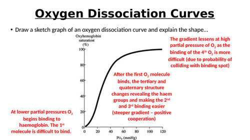 A-Level AQA Biology - Oxygen Dissociation Curves | Teaching Resources