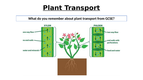 A-Level AQA Biology - Introduction to Transport in Plants | Teaching ...