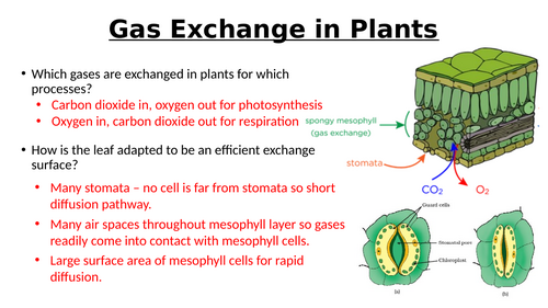 A-Level AQA Biology - Transport in Plants Bundle | Teaching Resources