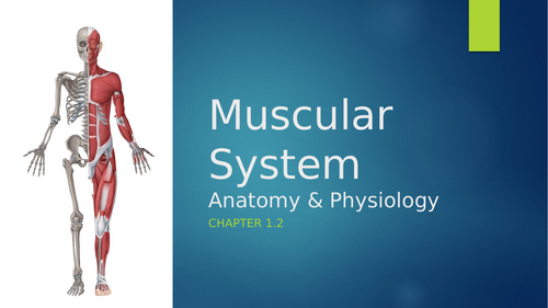 CIE IGCSE 2024 - Physical Education - Anatomy & Physiology - Muscular ...