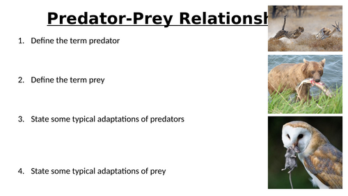 A-Level AQA Biology - Predator Prey | Teaching Resources