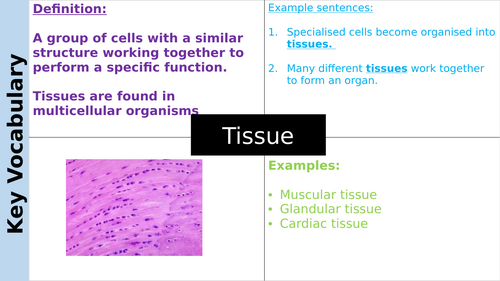 Tissues and organs | Teaching Resources