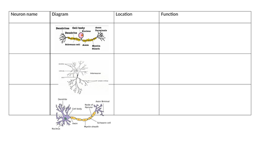 AQA A Level Psychology - Biopsychology - Neurons and synaptic ...