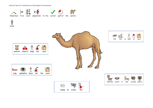 SEN- Science- Adaptation | Teaching Resources