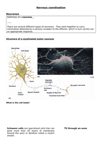 A-Level AQA Biology - Nervous System and Muscles Bundle | Teaching ...