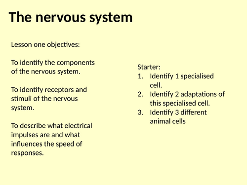 The nervous system bundle | Teaching Resources